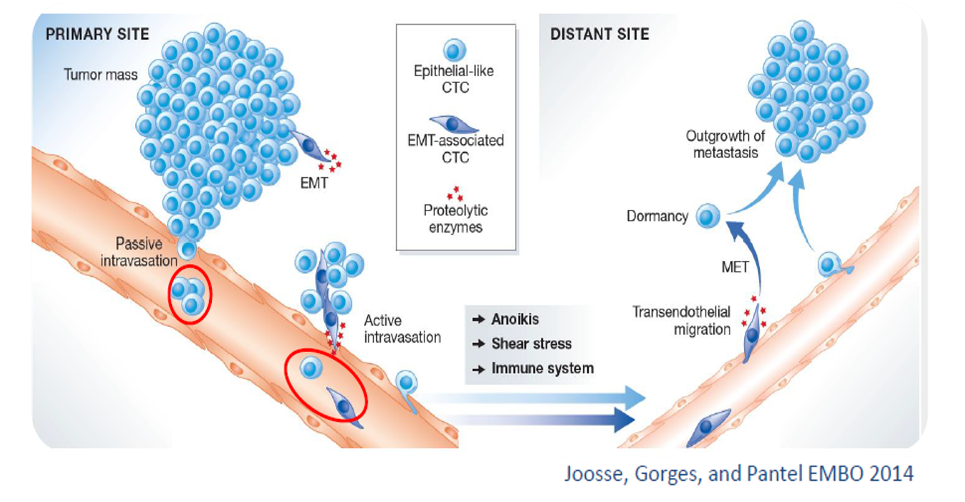 Parsortix 循环肿瘤细胞分离富集系统 | Biokingdom